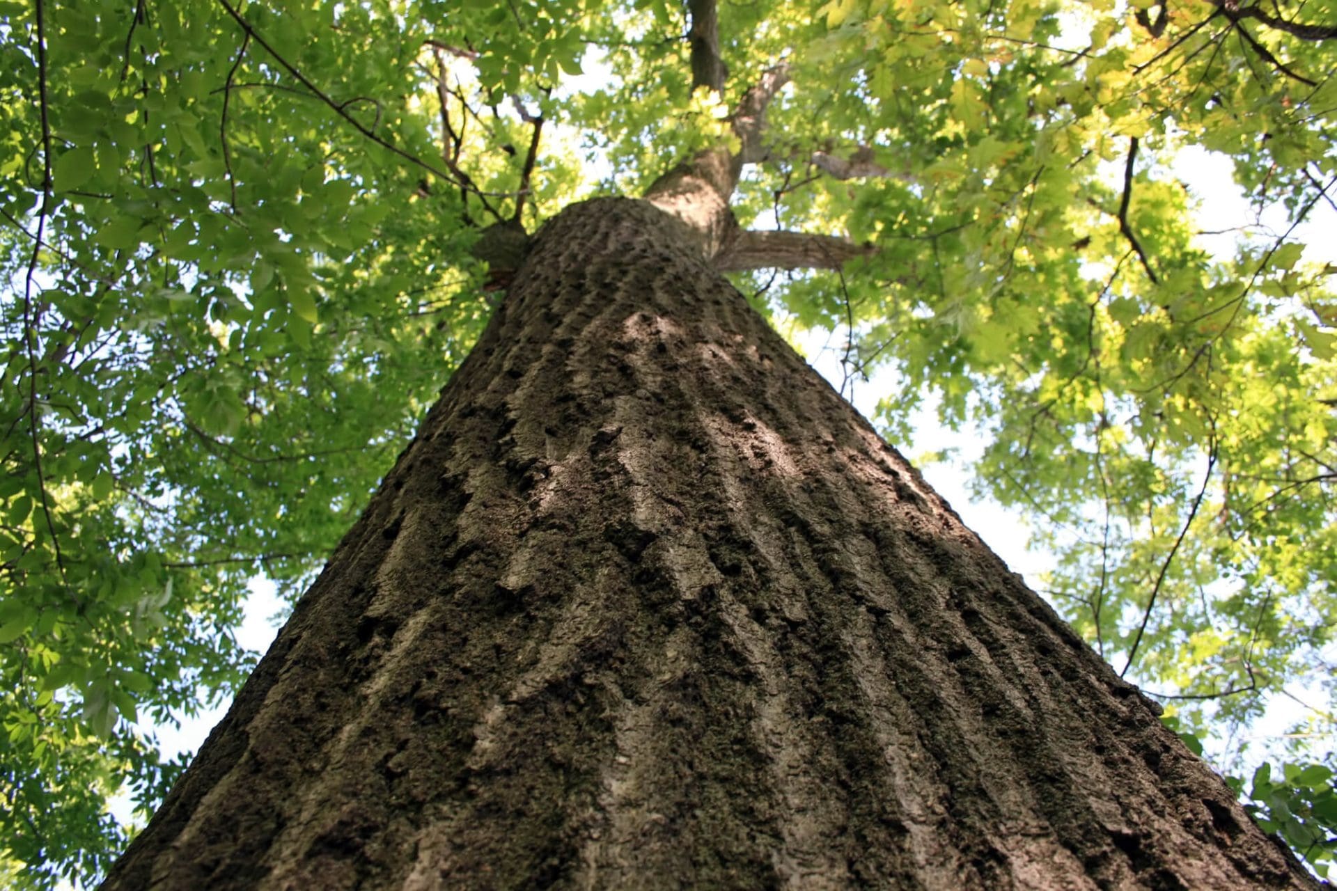 Tree Maintenance for Homeowners: A Guide to Beautiful Trees - Blackbird ...